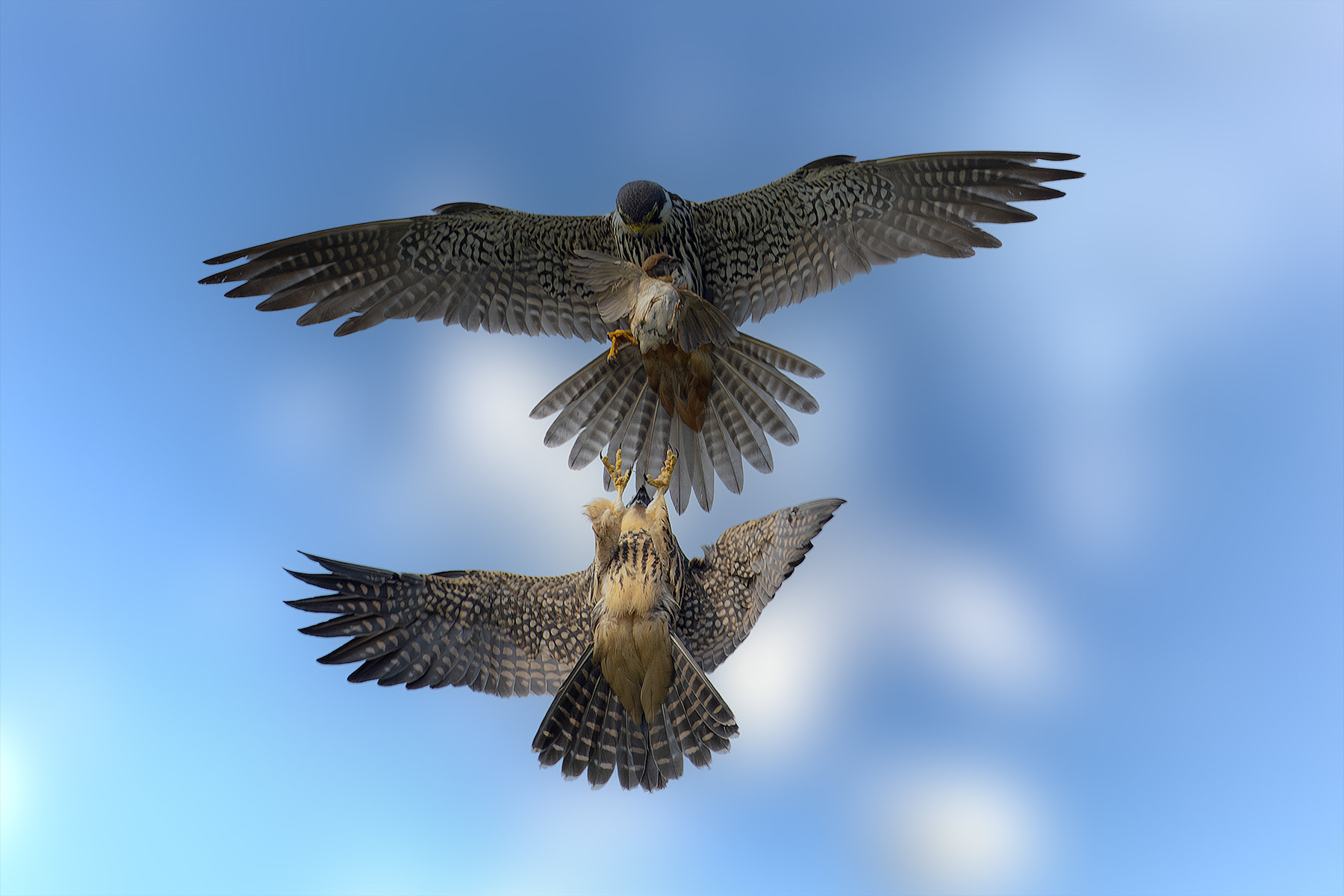 Two Falcons Soar Against Blue Sky Symbolizing Freedom and Power ...