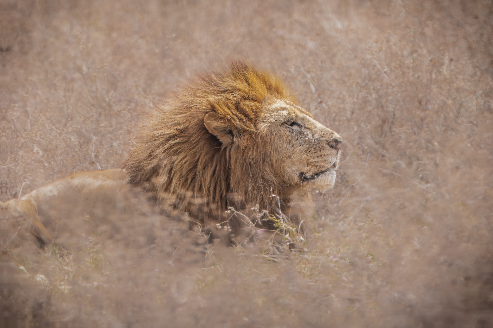 Regal Lion Portraying Strength and Dignified Solitude | nature photo by ...