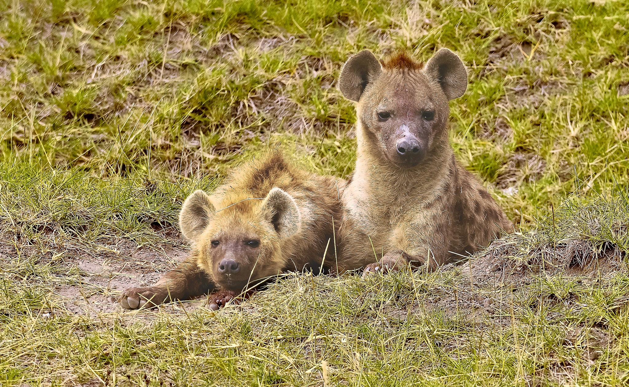 Hienas by Murilo Do Rego Lins | 500px