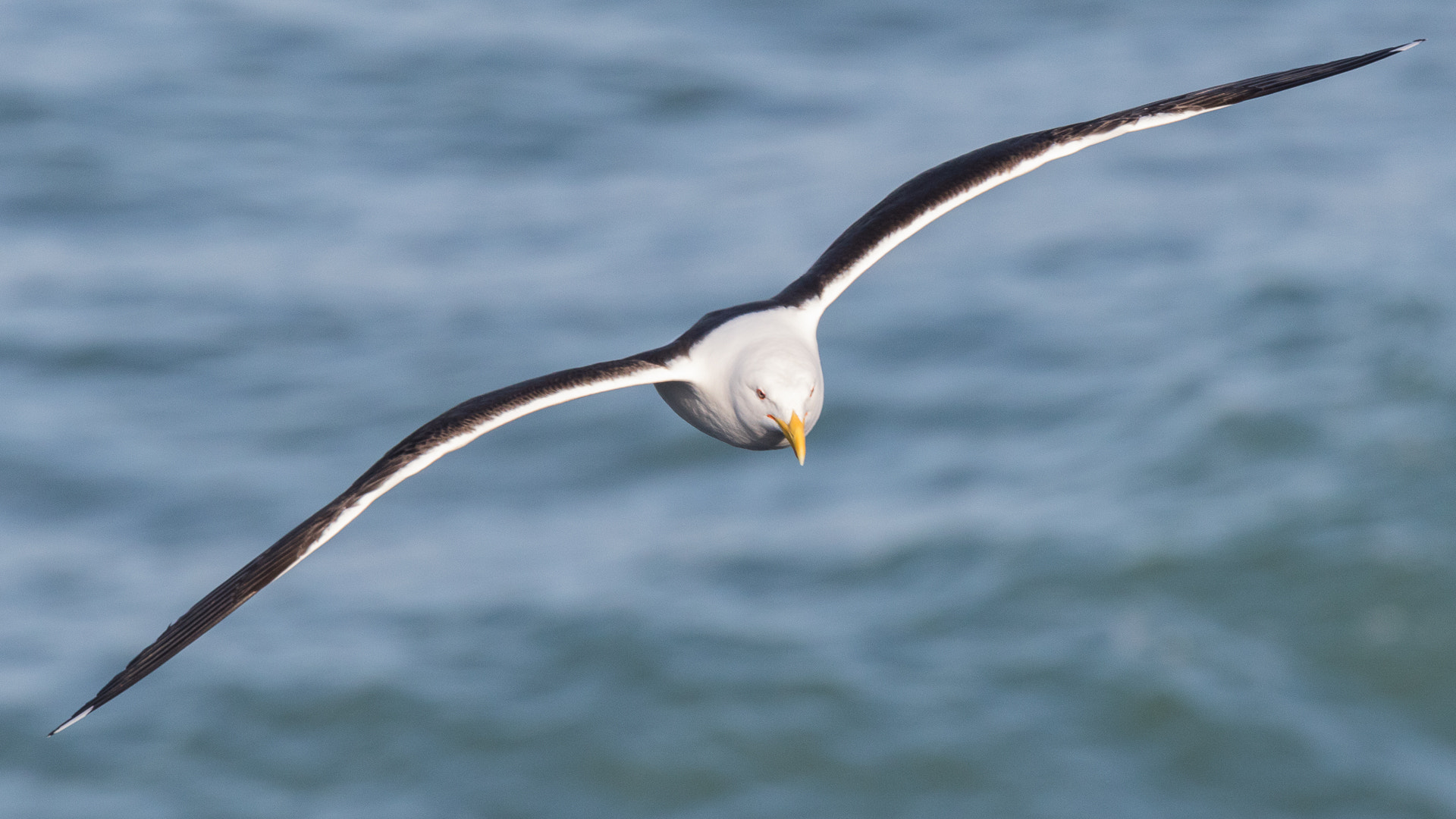 Southern Black Backed Gull by Martyn Seddon | 500px