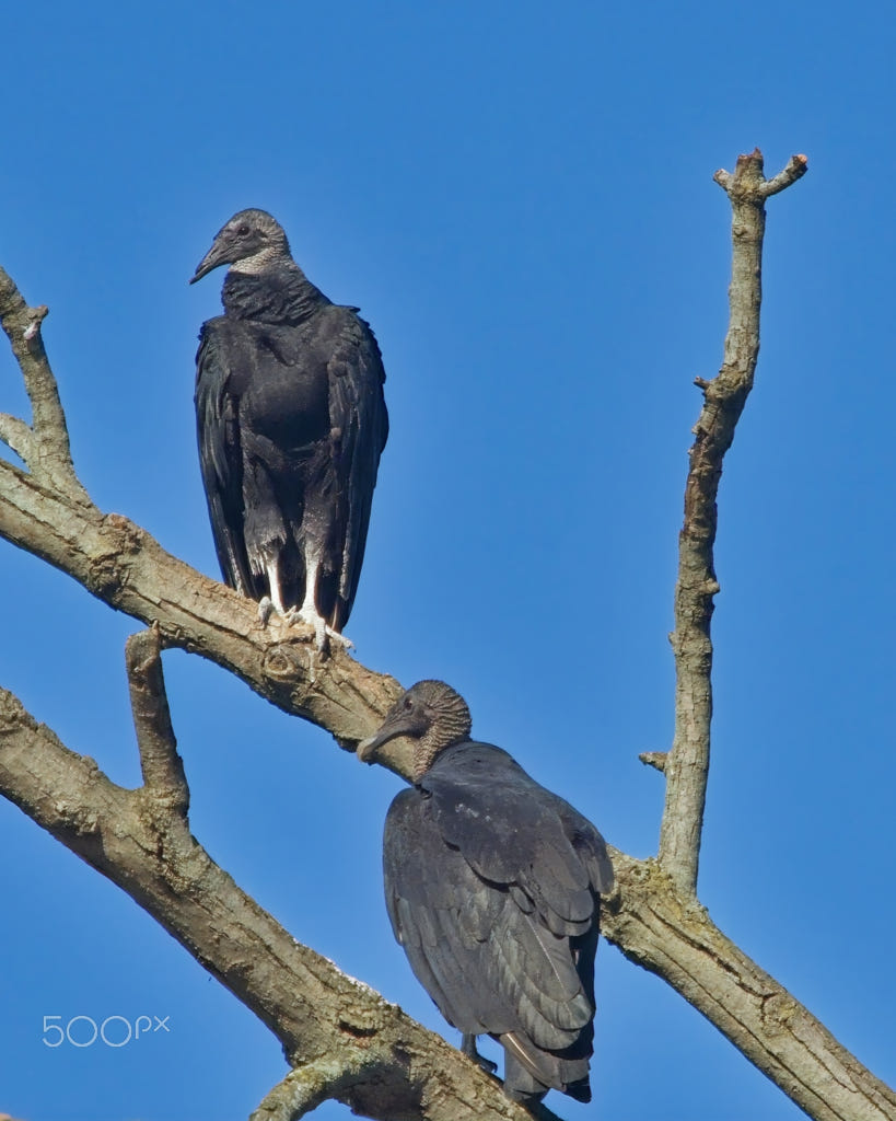 Vultures Perched on Bare Branches Evoke Stark Wilderness | nature photo ...