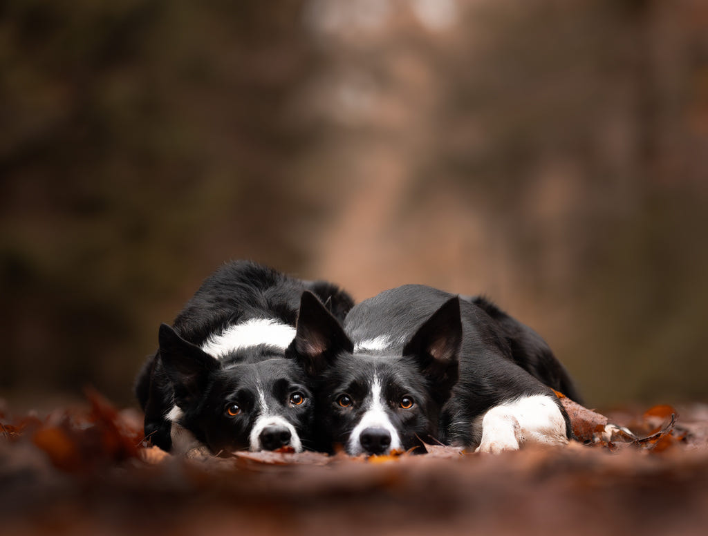 Black Capped Chickadee by Wilson Ho | 500px