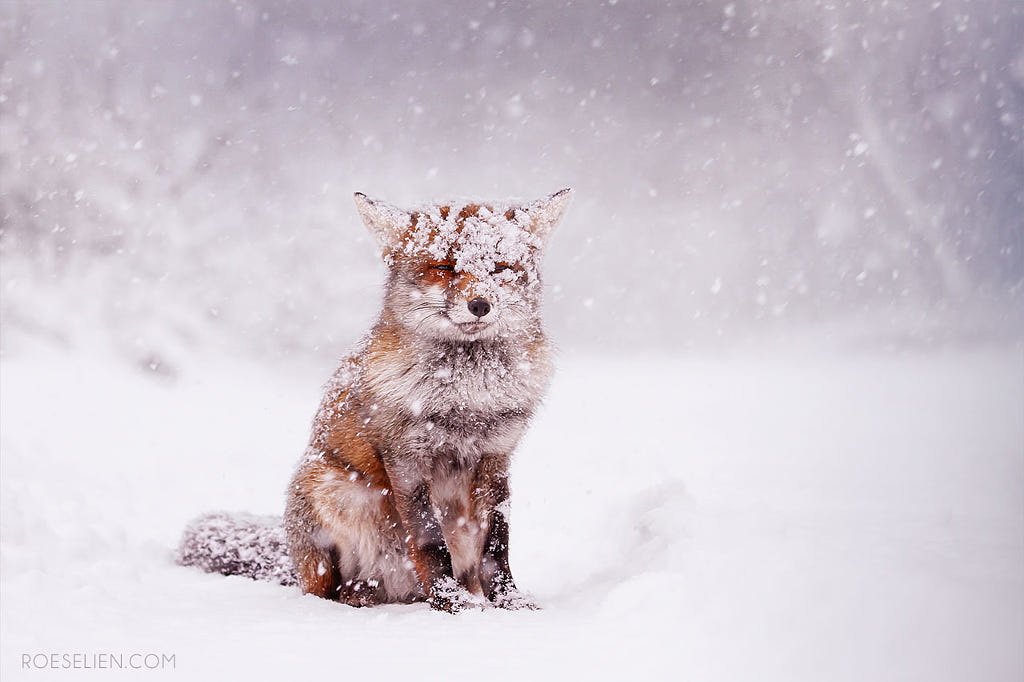 Singer Manufactures. An old sewing machine as an o by carlos engelkamp ...
