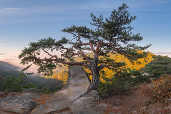 Ancient Tree Stands Resilient Representing Endurance and Wisdom ...