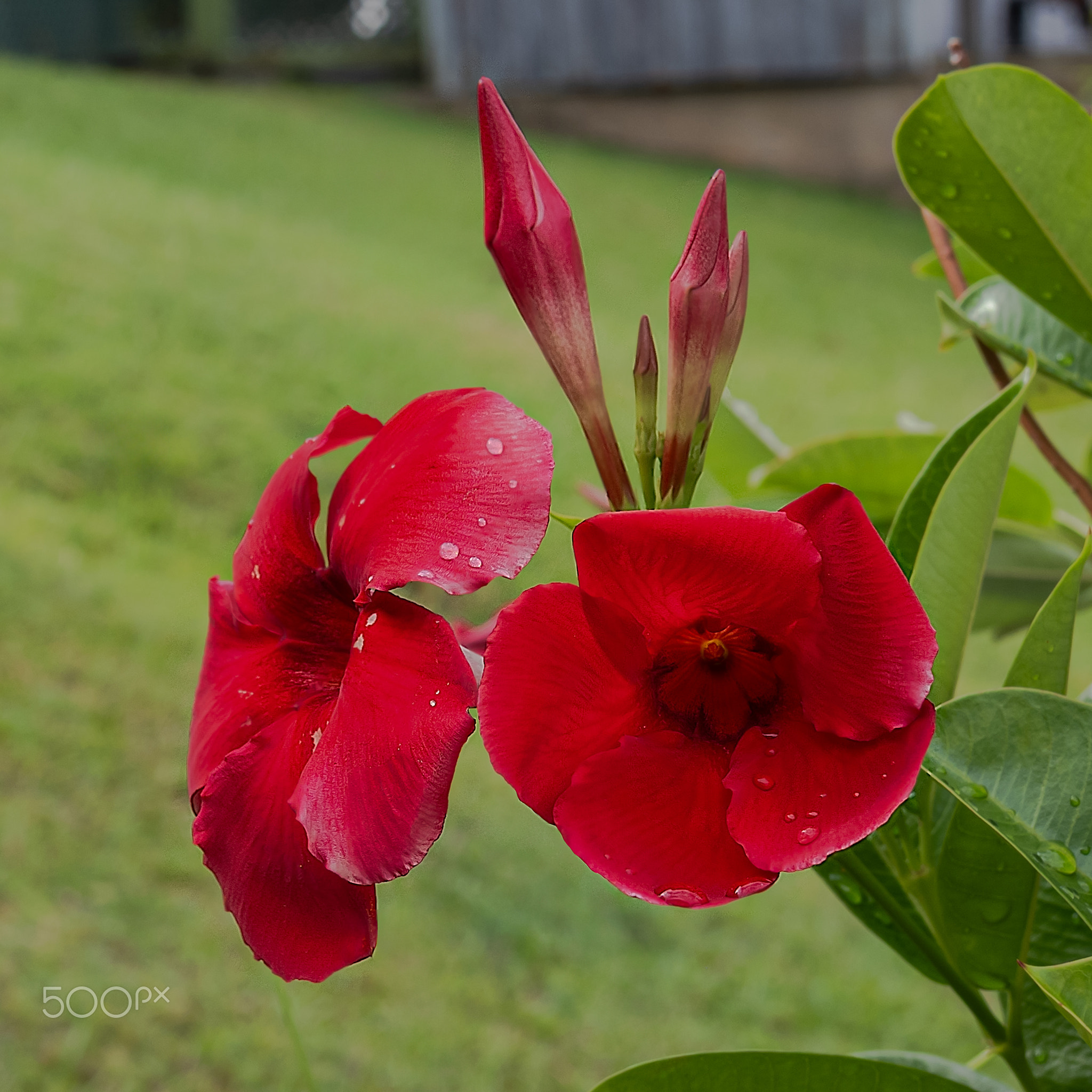 Vibrant Red Flowers Bloom Symbolizing Vitality and Growth | nature ...
