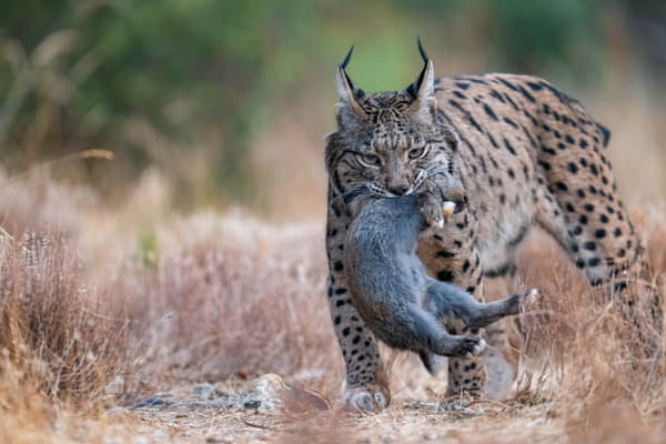 Lynx with Prey Depicting Raw Survival and Primal Instinct | nature ...