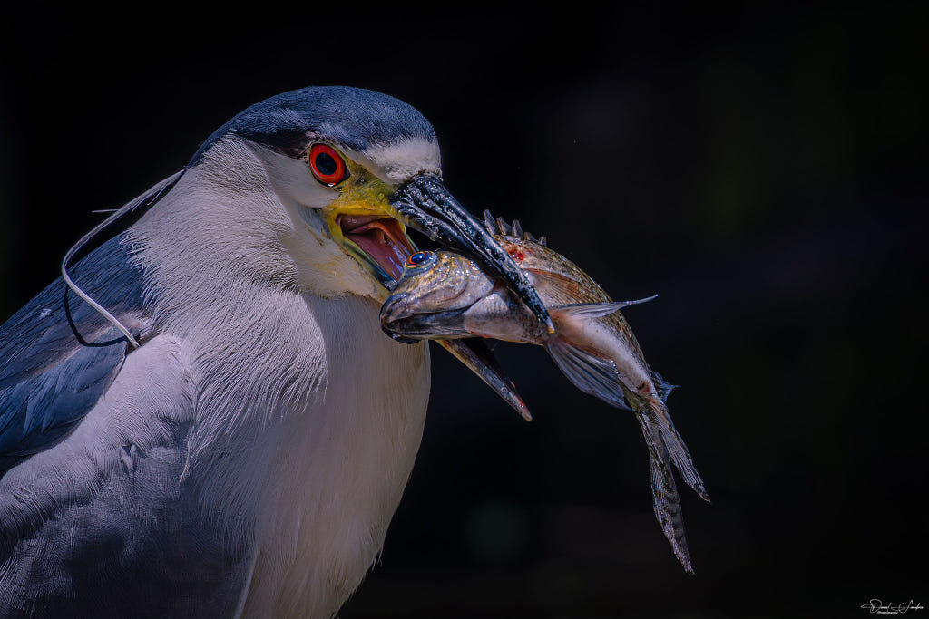Fra by Marco Squassina Photography | 500px