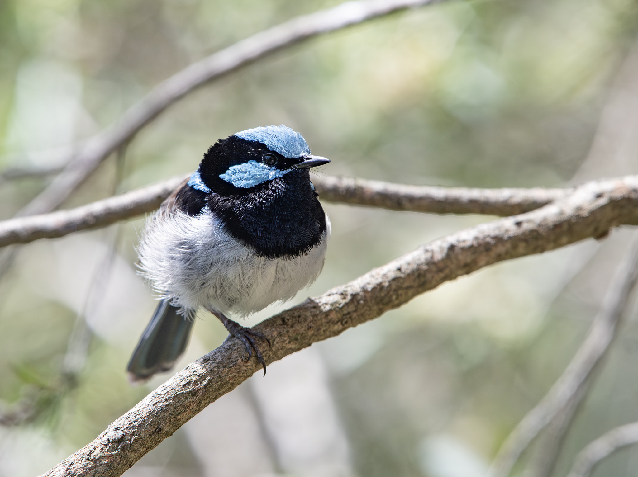 Small Bird Perches on Branch in Display of Nature and Delicate Life ...
