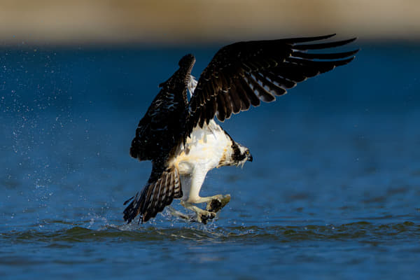 Osprey Capturing Prey Symbolizing Instinct and Natural Predation ...