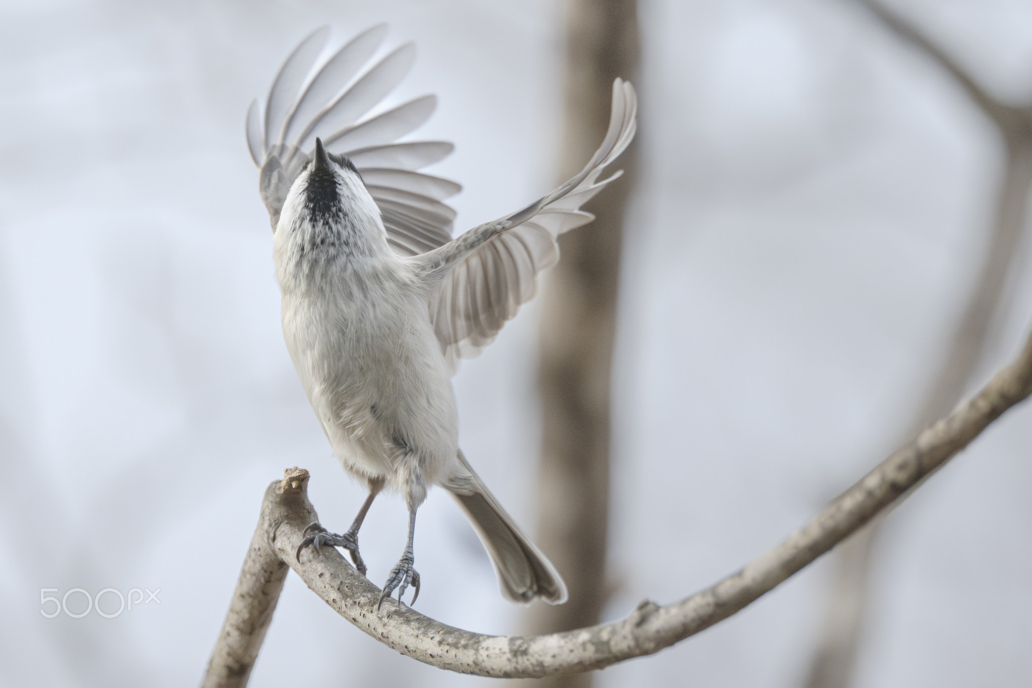 Bird Spreading Wings in Moment of Freedom and Grace | nature photo by ...
