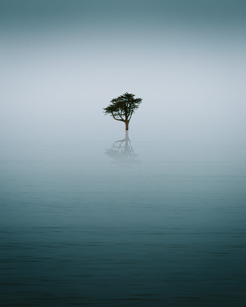 Solitary Tree Stands in Misty Waters Symbolizing Resilience | landscape ...