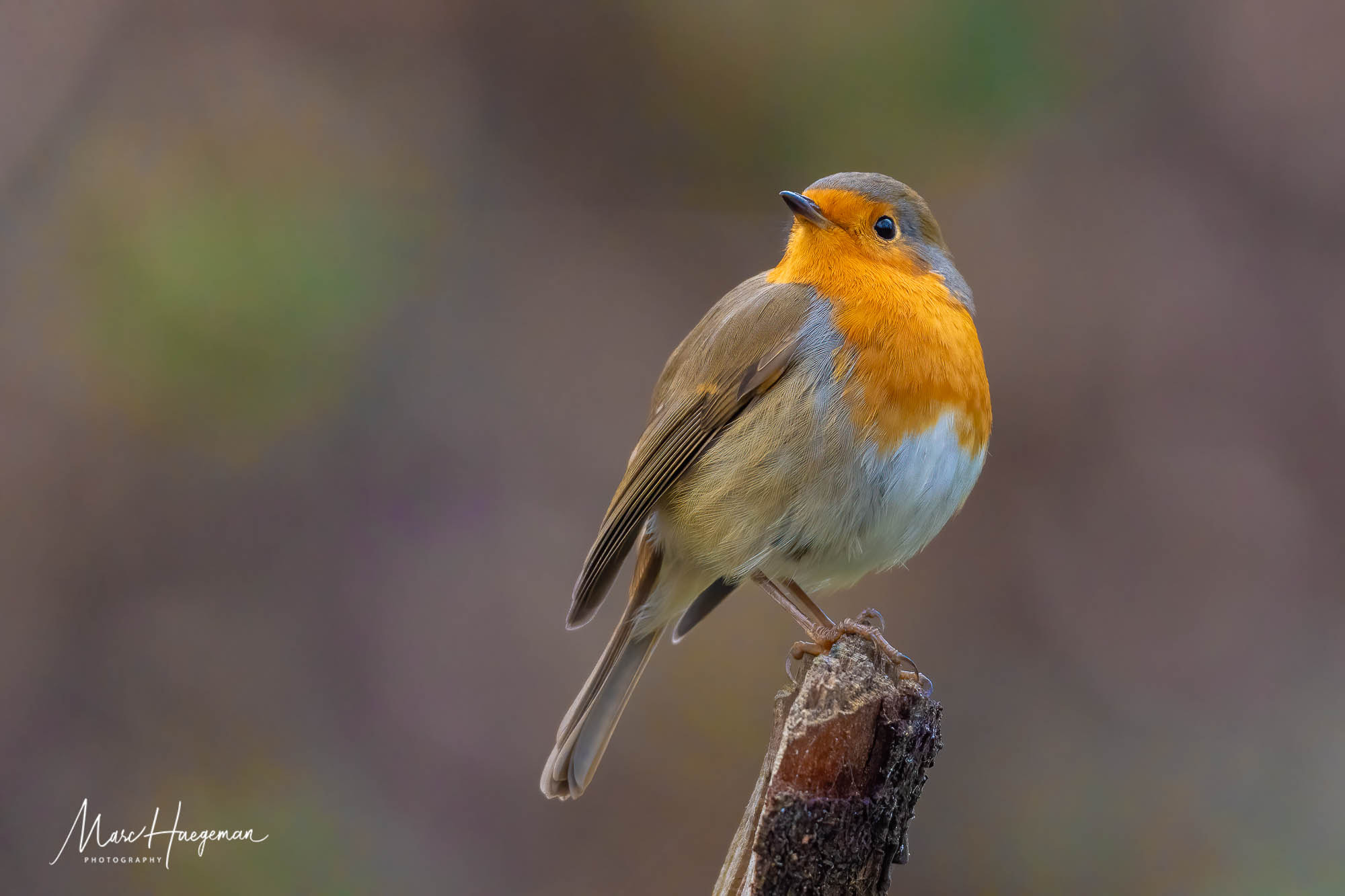 Robin Perched on Branch Exuding Calmness and Natural Beauty | nature ...