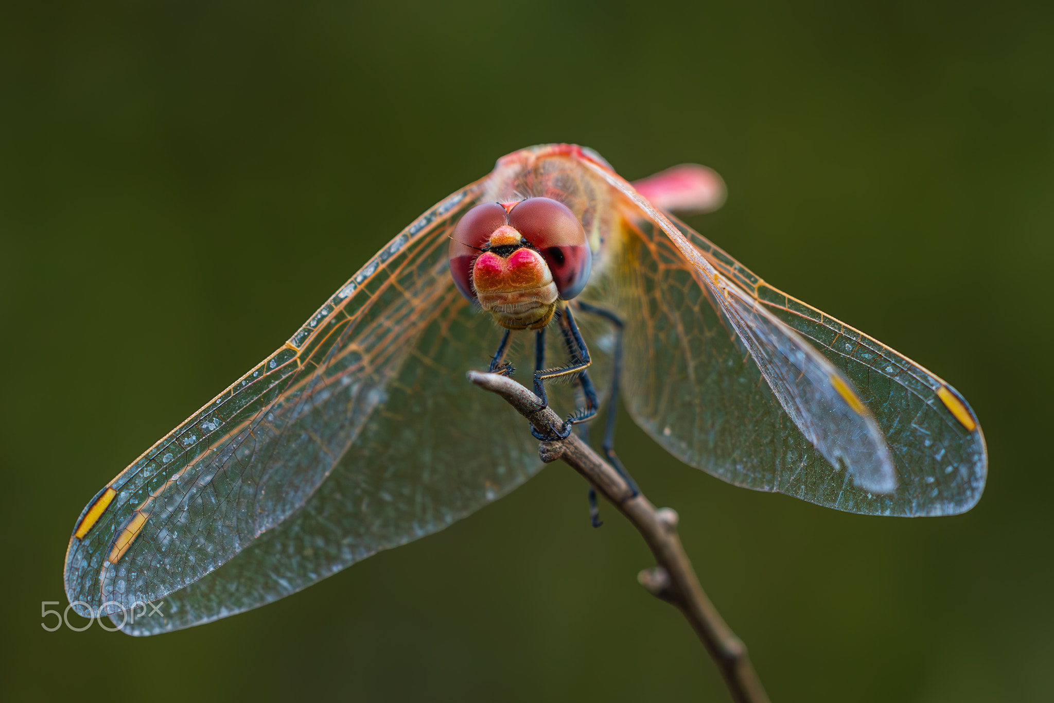 Delicate Dragonfly Resting in Display of Fragility and Natural Beauty ...