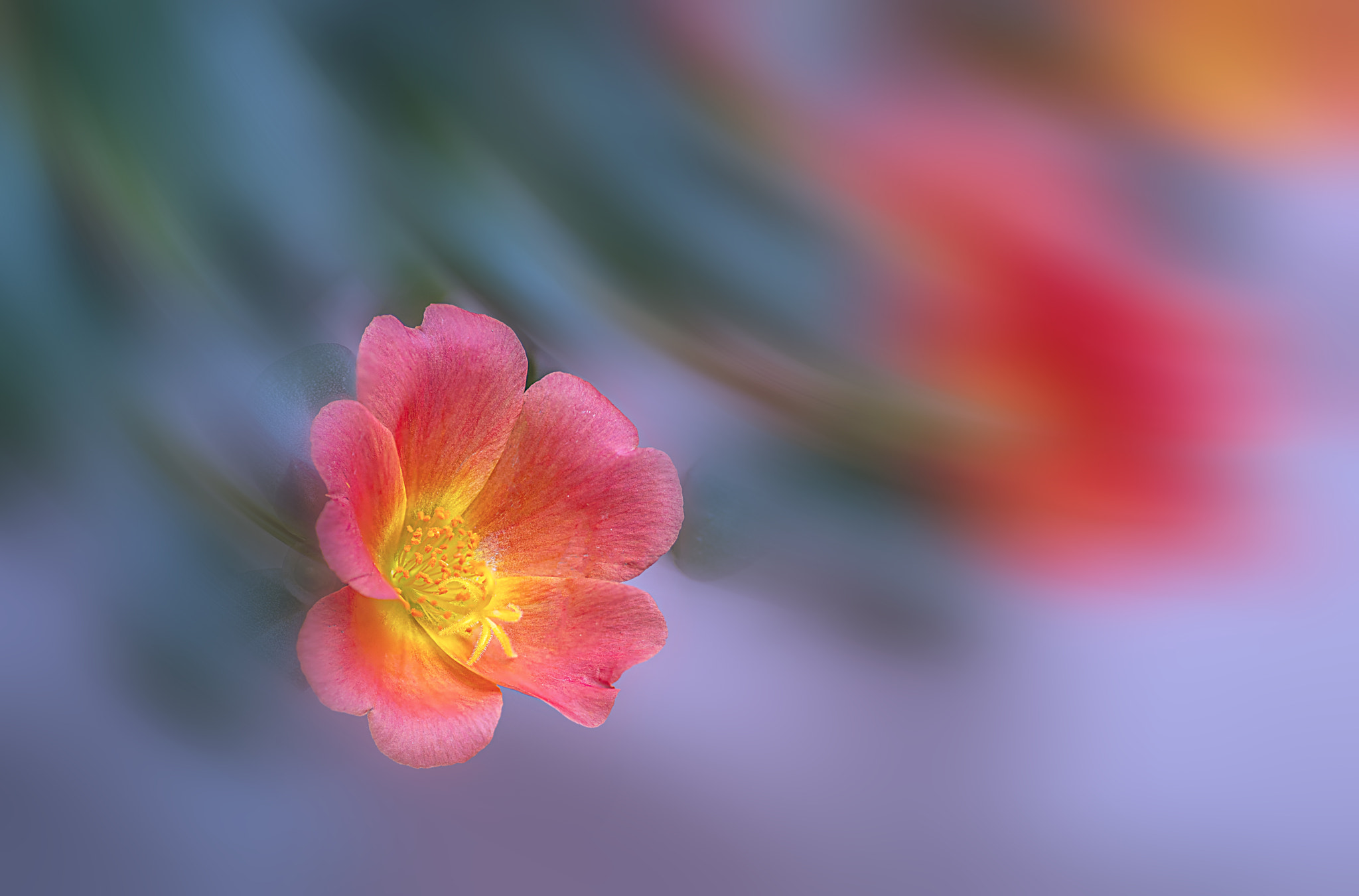 Delicate Bloom Expresses Vibrant Life | nature photo by Yong Ki Park ...