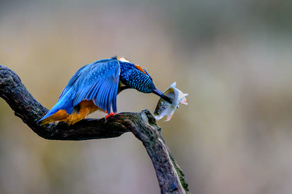 Kingfisher Captures Fish in Moment of Instinct and Survival | nature ...