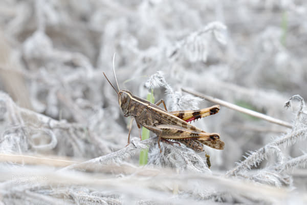 Grasshopper Blends Seamlessly into Wintery Environment | nature photo ...