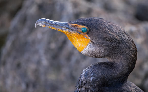 Cormorant Portrait Displaying Intensity and Natural Majesty | nature ...