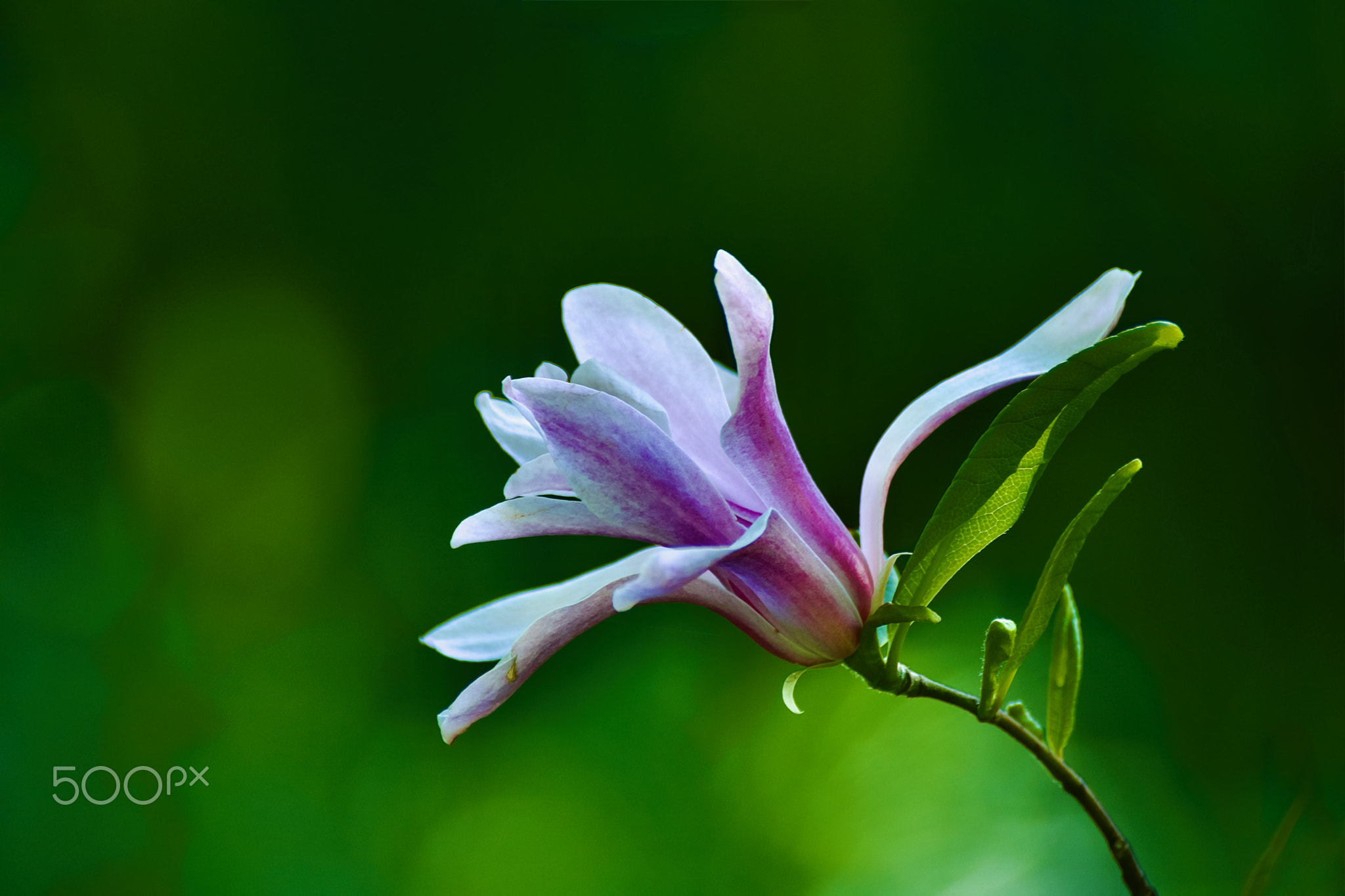 Delicate Bloom Unveiling the Essence of Purity and Natural Beauty ...