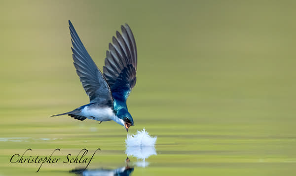 Bird in Flight Capturing Grace and Fleeting Moment | nature photo by ...