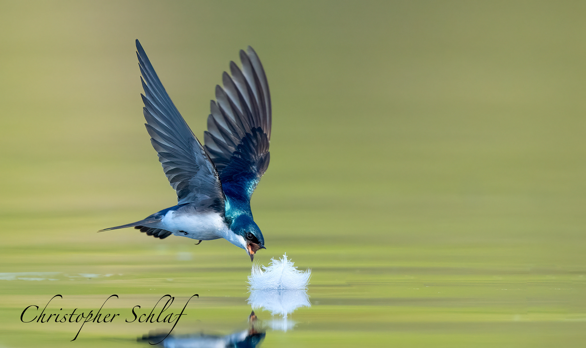 Bird in Flight Capturing Grace and Fleeting Moment | nature photo by ...