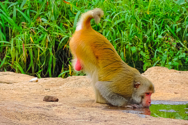 Monkey Drinks from Puddle Revealing Primal Instinct and Natural Thirst ...