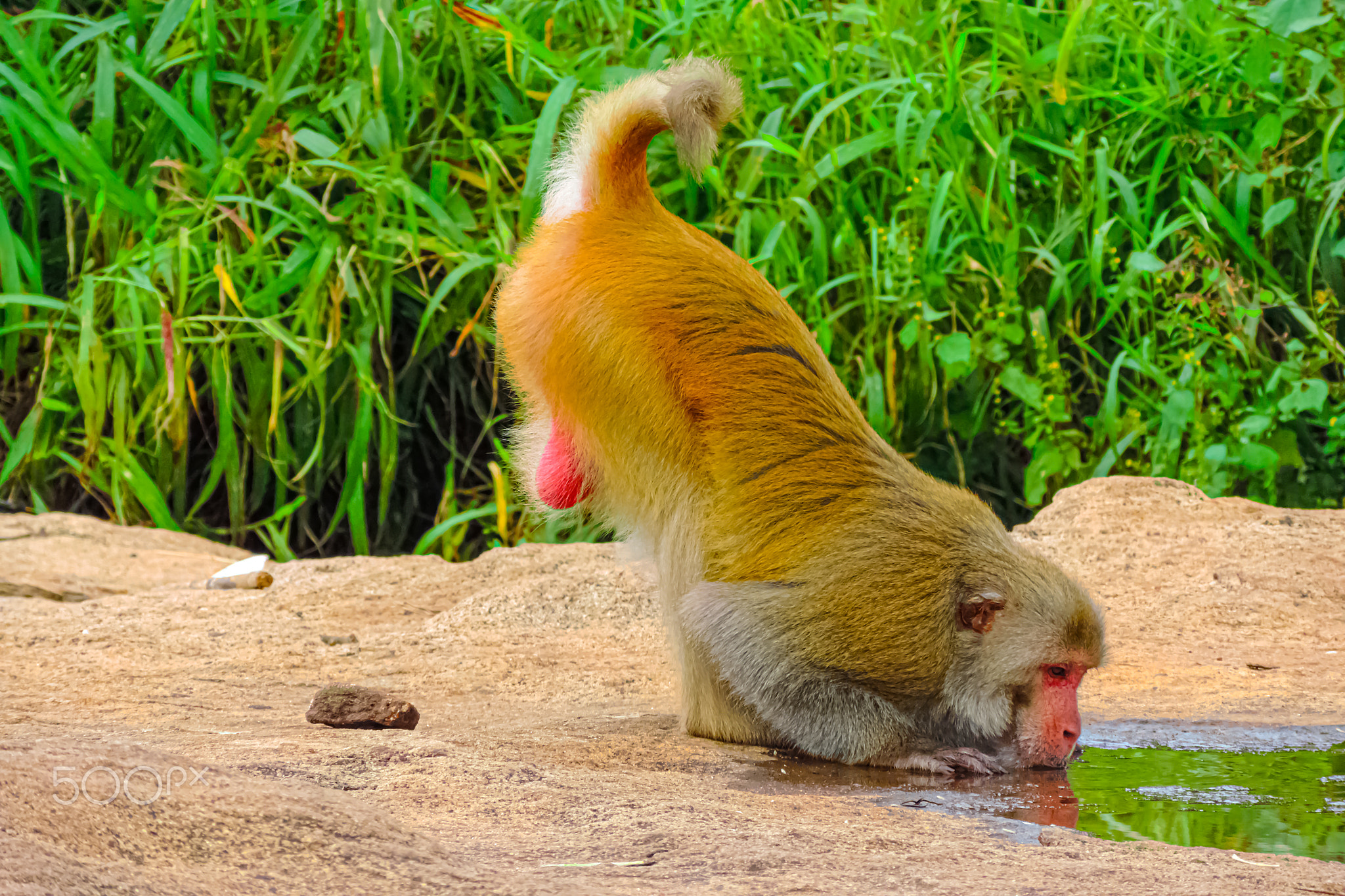 Monkey Drinks from Puddle Revealing Primal Instinct and Natural Thirst ...
