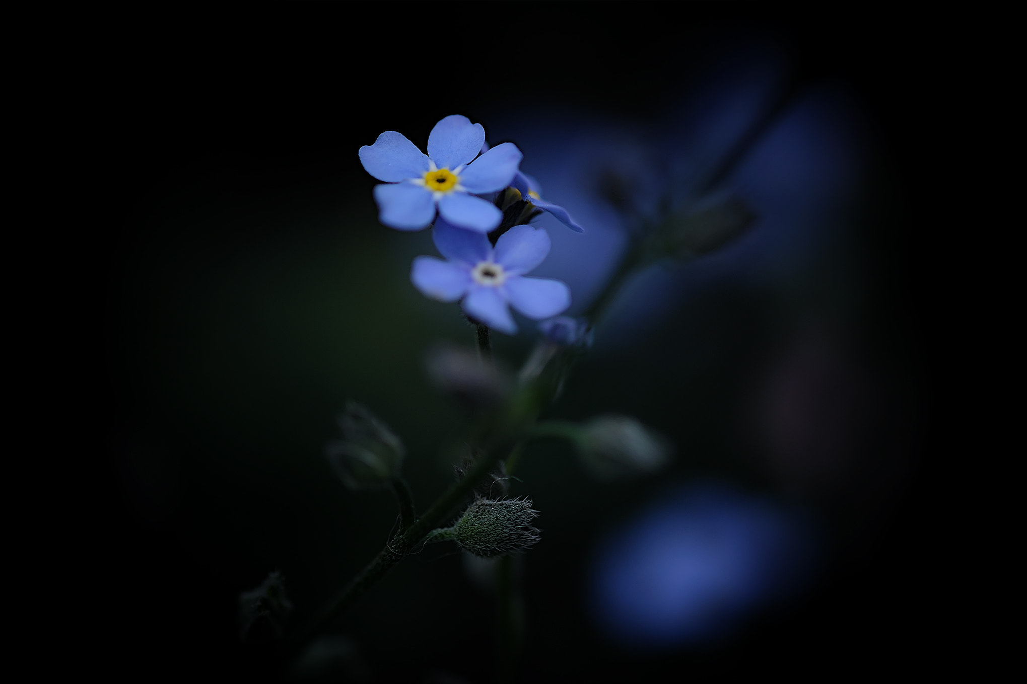 Delicate Blue Flowers in Soft Focus Radiating Gentle Beauty and ...