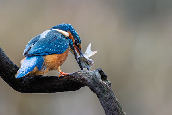 Kingfisher Captures Fish Displaying Nature's Raw Instinct | nature ...