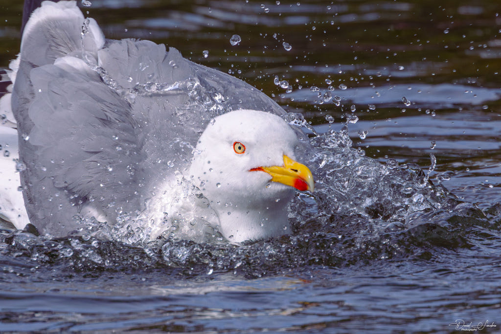 Wild Horses Grazing in Vast Landscape Portraying Freedom and Untamed ...