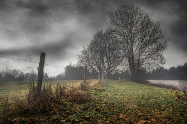 Barren Tree Stands Resilient in a Somber, Misty Landscape | landscape ...