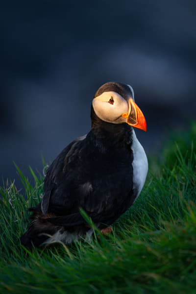 Puffin Standing on Green Grass Exuding Solitude and Natural Beauty ...