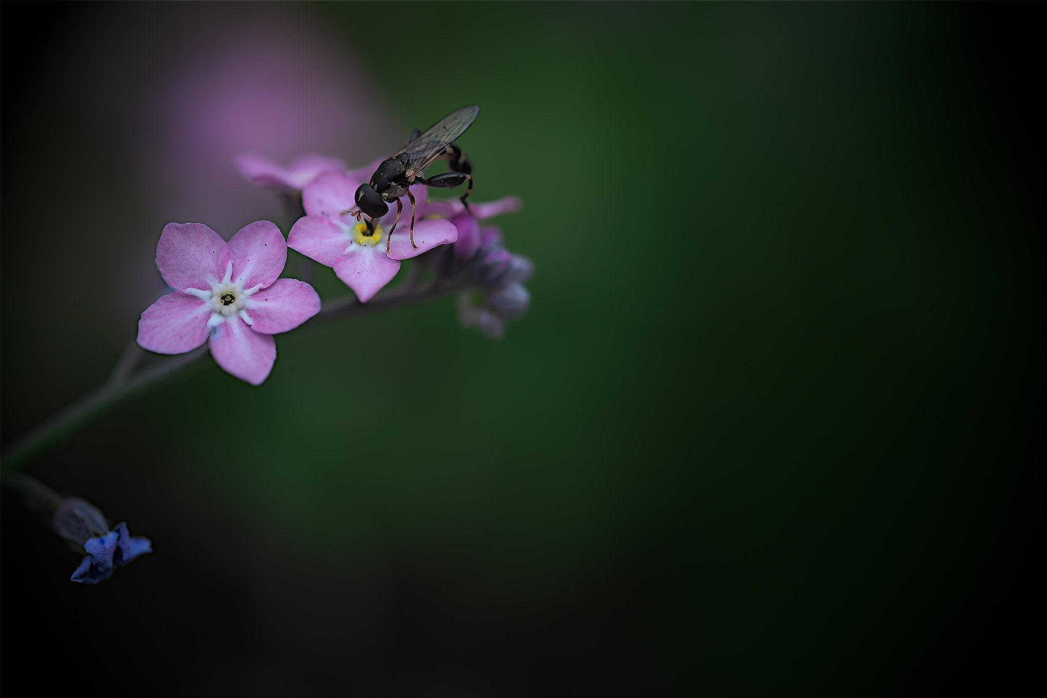 Delicate Bloom Hosting Insect Symbolizing Nature's Intricate Balance ...
