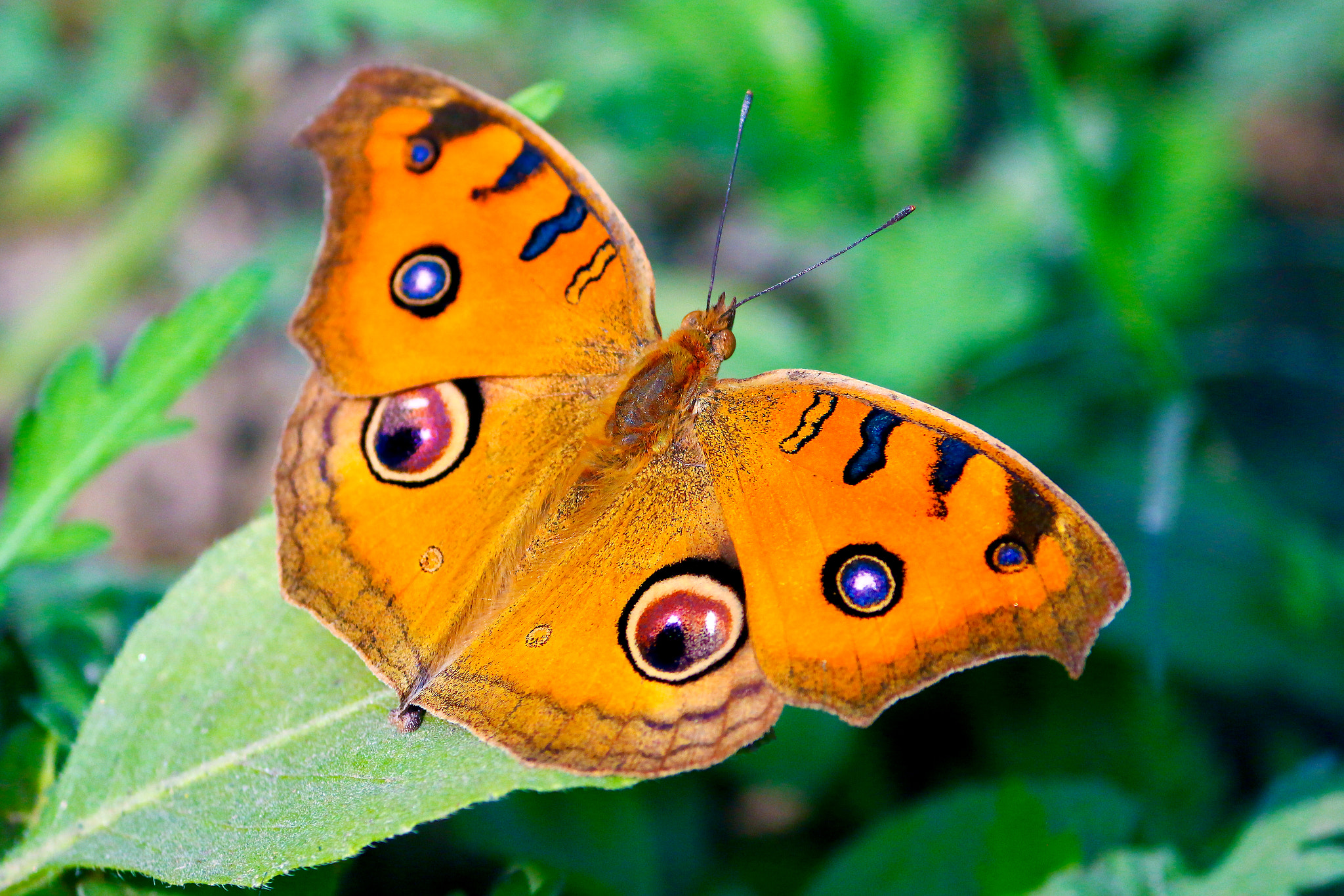 Vibrant Butterfly Resting on Leaf Radiating Nature's Delicate Beauty ...