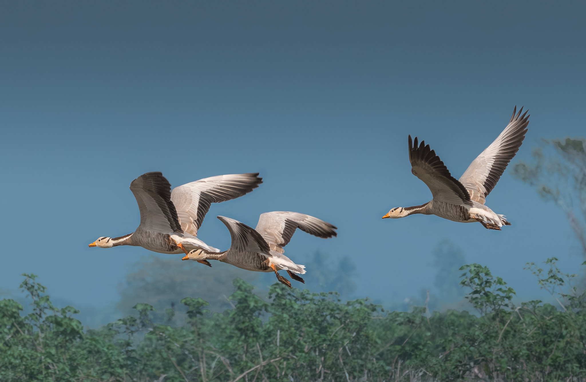 Geese Soar Across Sky Symbolizing Freedom and Collective Movement ...