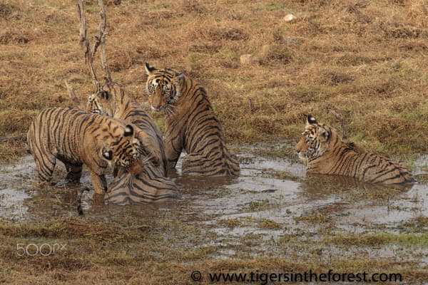 Wild tiger family in the forests of India. by Michael Vickers | 500px