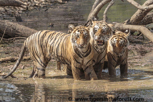 Wild tiger family in the forests of India. by Michael Vickers | 500px