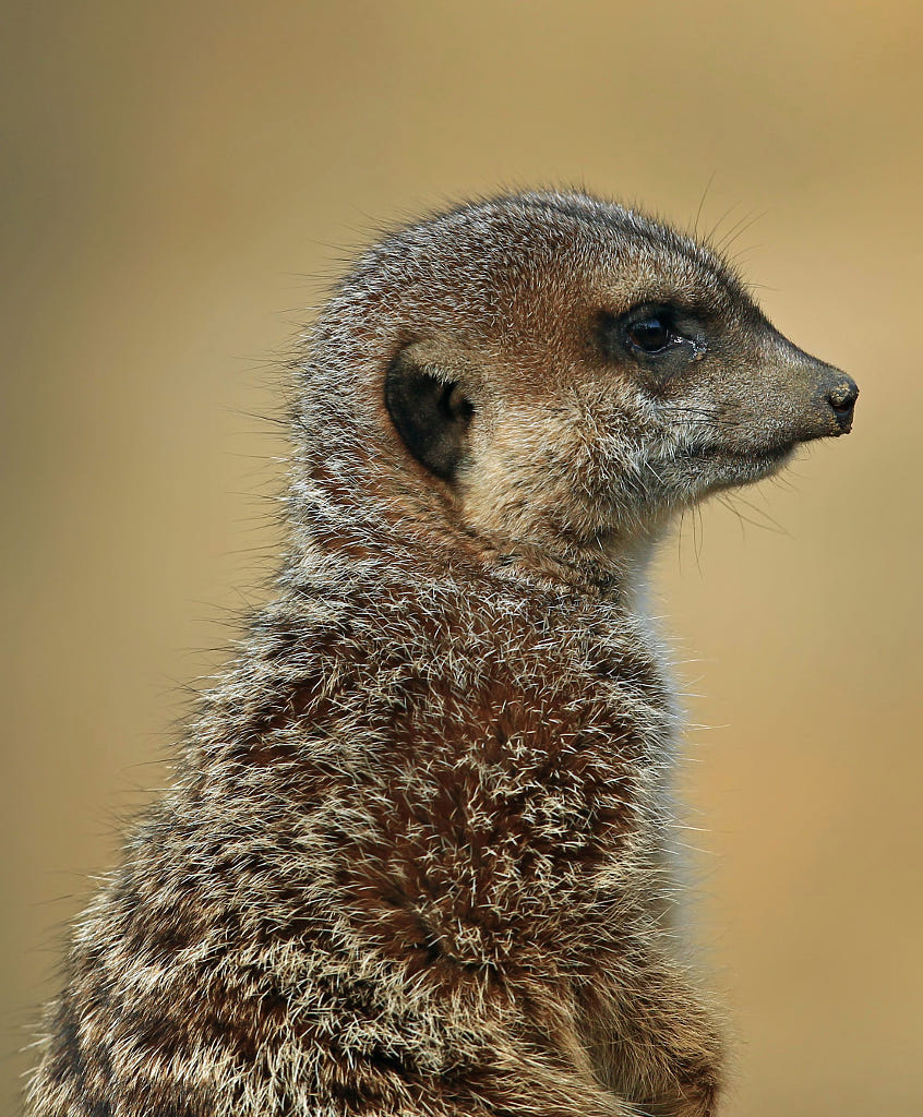 Meerkat Gazing into Distance Portraying Alertness and Curiosity ...