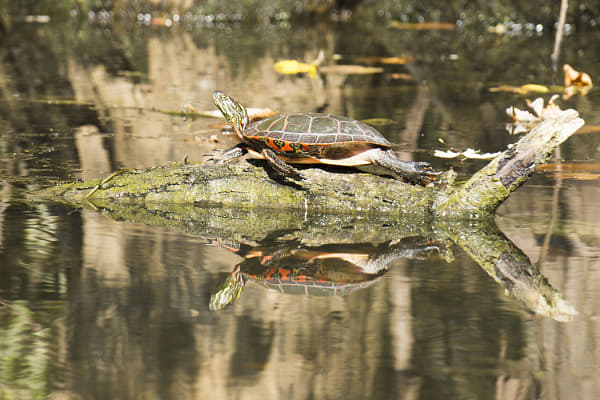 Mirror Painted Turtle by Randall Saltys | 500px