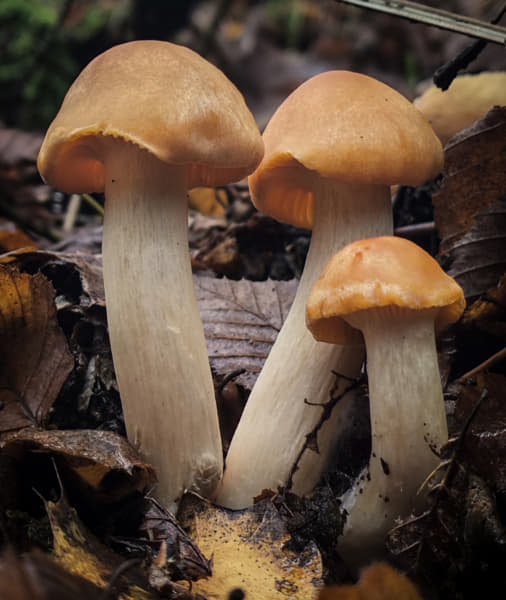 Forest Mushrooms Emerging from Earth Symbolizing Growth and Nature ...