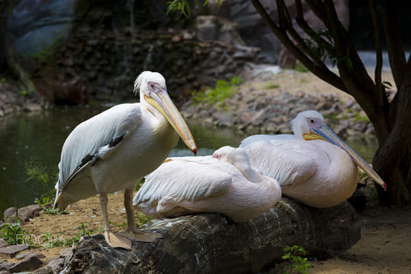 Pelicans Resting by Water Reflecting Calmness and Natural Harmony ...