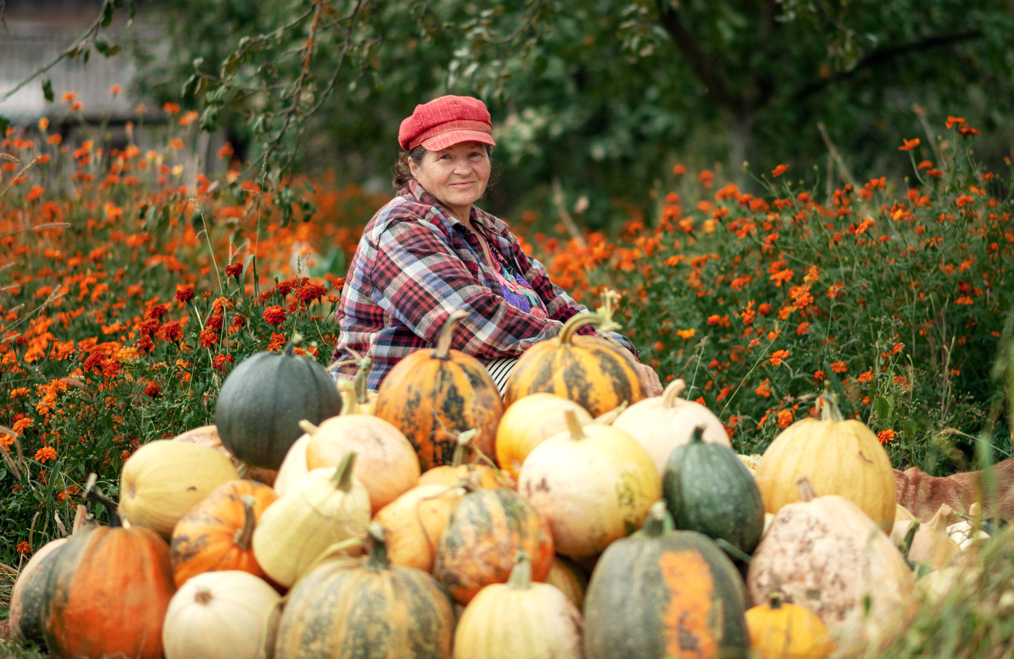 Farmer Sits Among Harvested Pumpkins Symbolizing Abundance and Hard ...