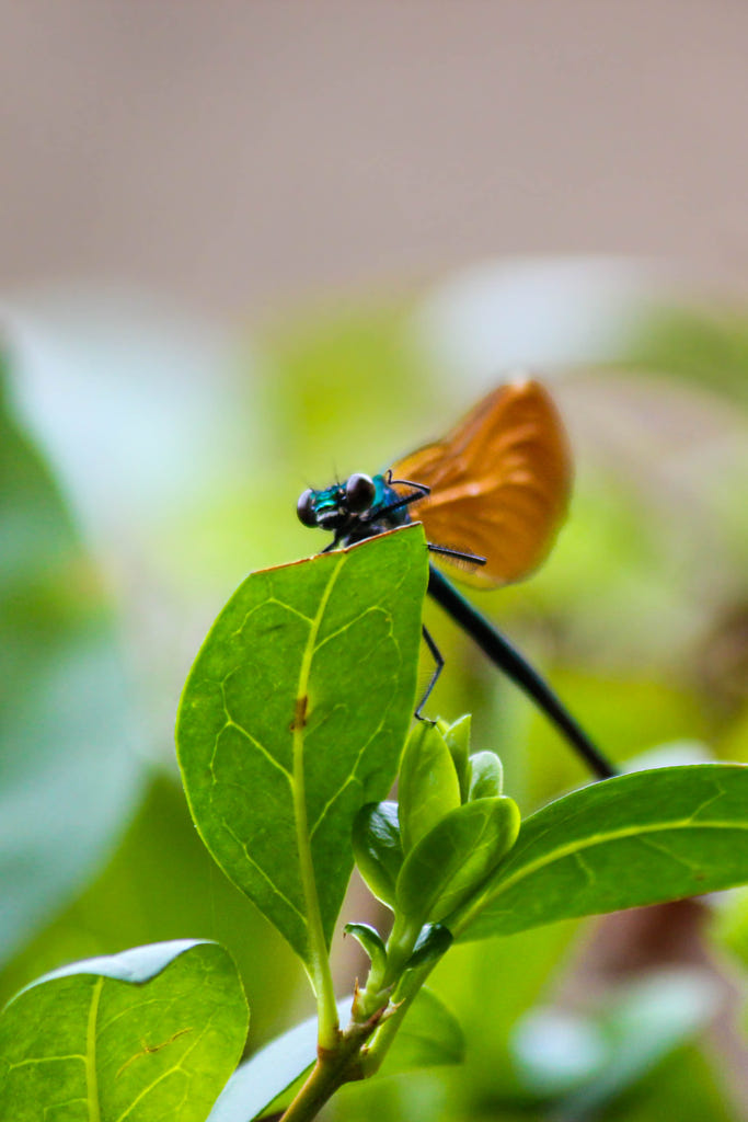 dragonfly waving hello by JcTrickY | 500px