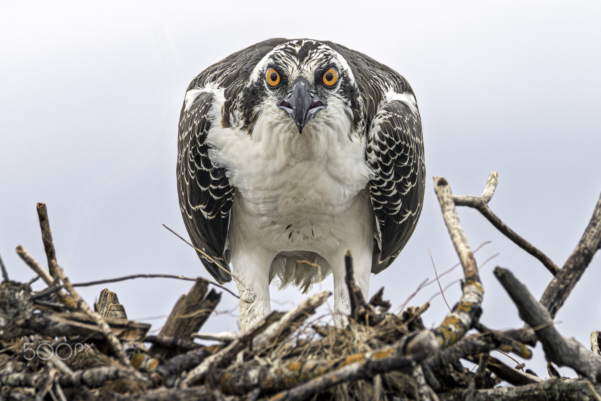 Osprey Full Frontal Stare by Felipe Correa | 500px