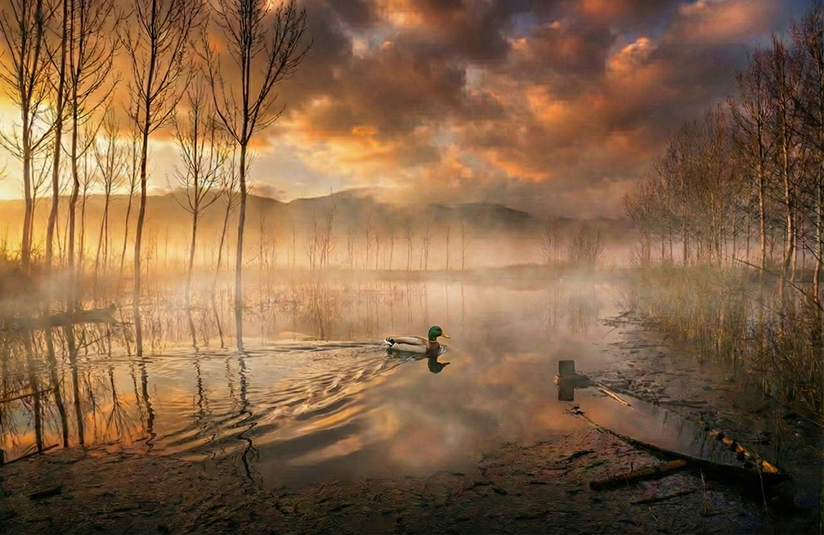 Marshy picture by Tiberio Taverni | 500px