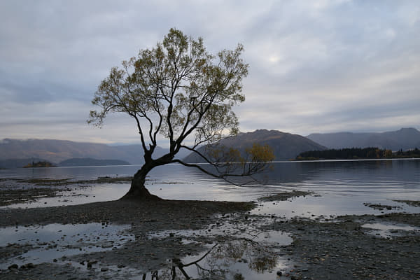 Lone Tree in Water Reflects Resilience and Solitude in Nature ...