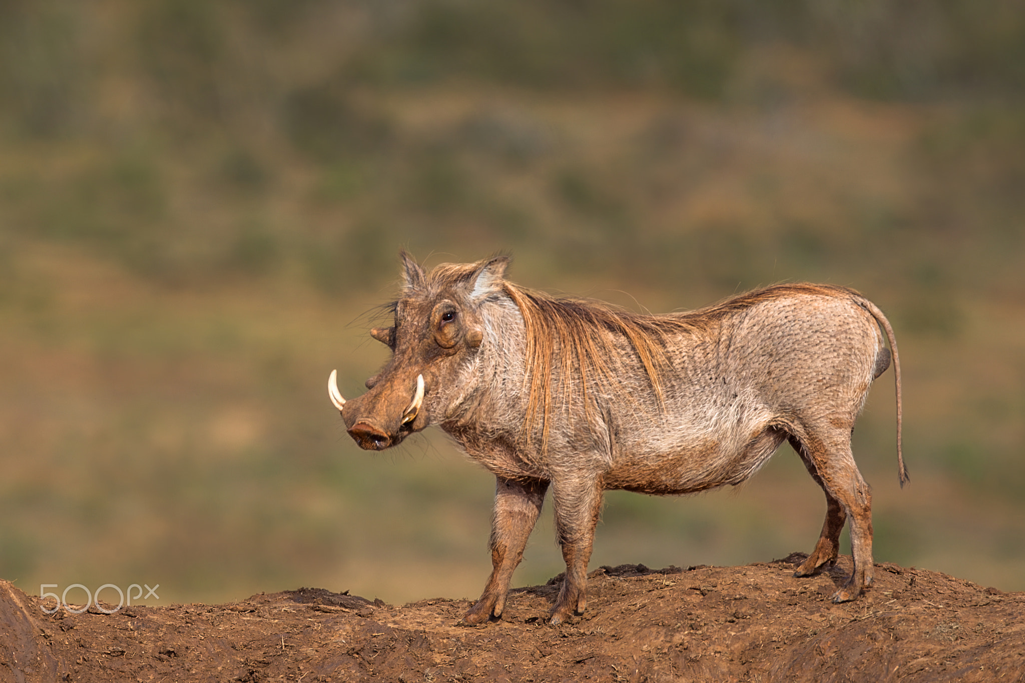 Warthog Stands Alertly Portraying Resilience and Wild Spirit | nature ...