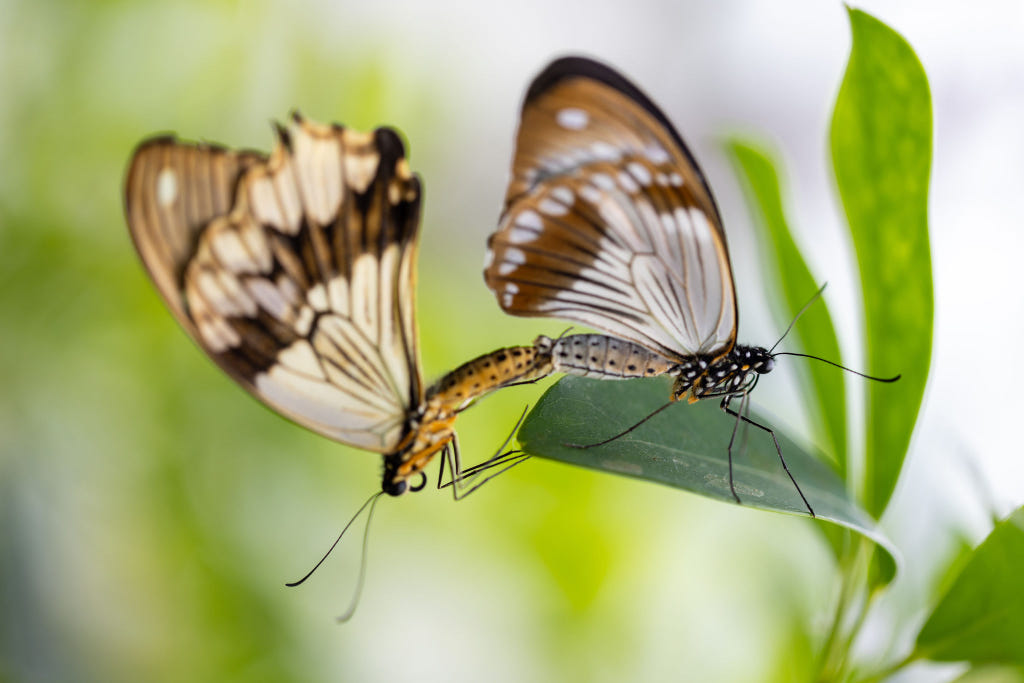 Chef Seasoning Raw Meat with Salt | still life photo by Tania Lichowski ...