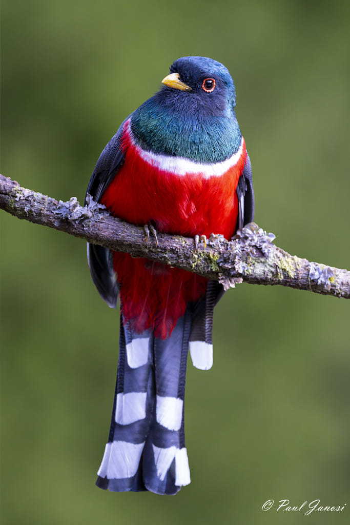 Vibrant Bird Perched Symbolizing Exotic Beauty and Wild Spirit | nature ...