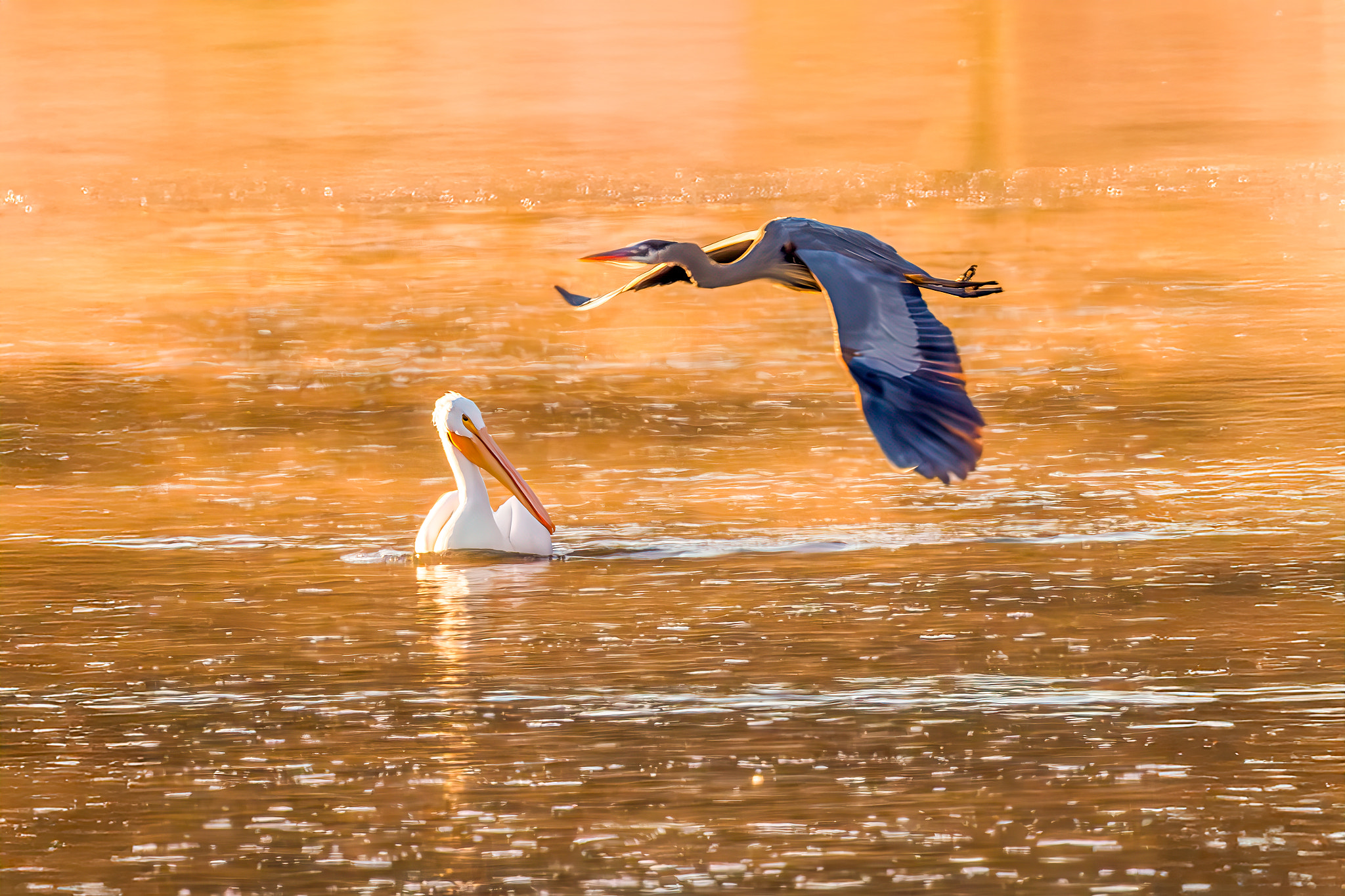 Birds in Flight Over Water Symbolizing Grace and Interconnectedness ...