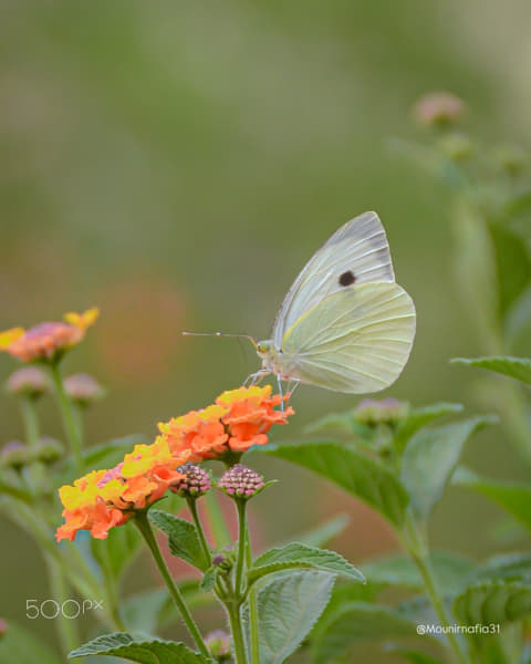 Delicate Butterfly Resting on Vibrant Flowers Symbolizing Nature's ...